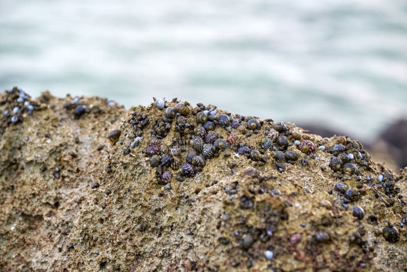 Closeup of a Rock with Small Seashells. Stock Photo - Image of coastal ...