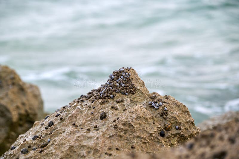 Closeup of a Rock with Small Seashells. Stock Photo - Image of mollusks ...