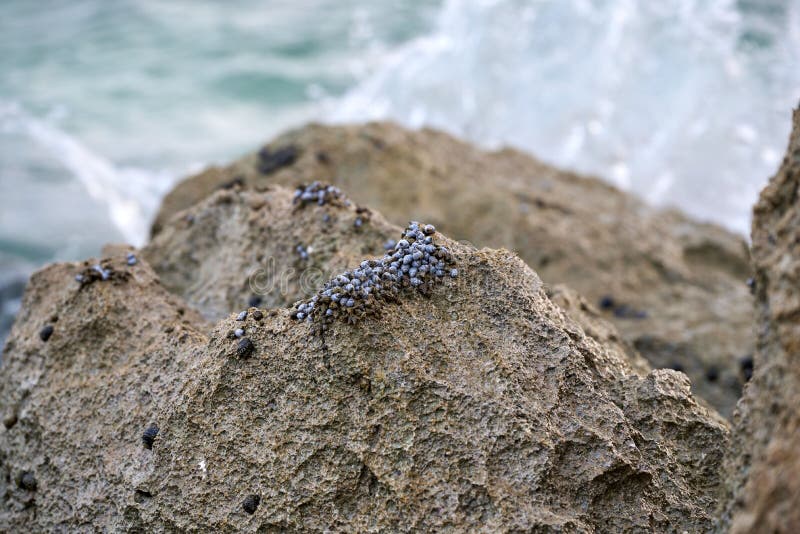 Closeup of a Rock with Small Seashells. Stock Image - Image of shallow ...