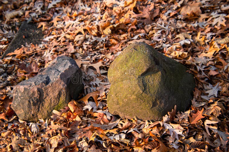 A Pile of Autumn Leaves and Acorns on the Ground Stock Image - Image of ...