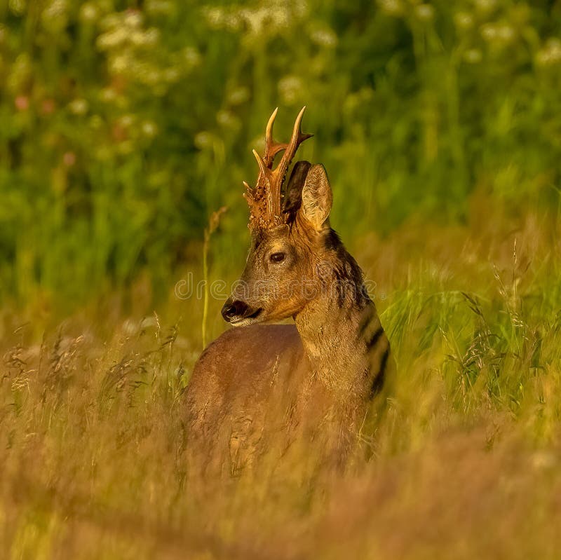 Closeup of a Roe Deer with Small Antlers Captured in a Beautiful ...