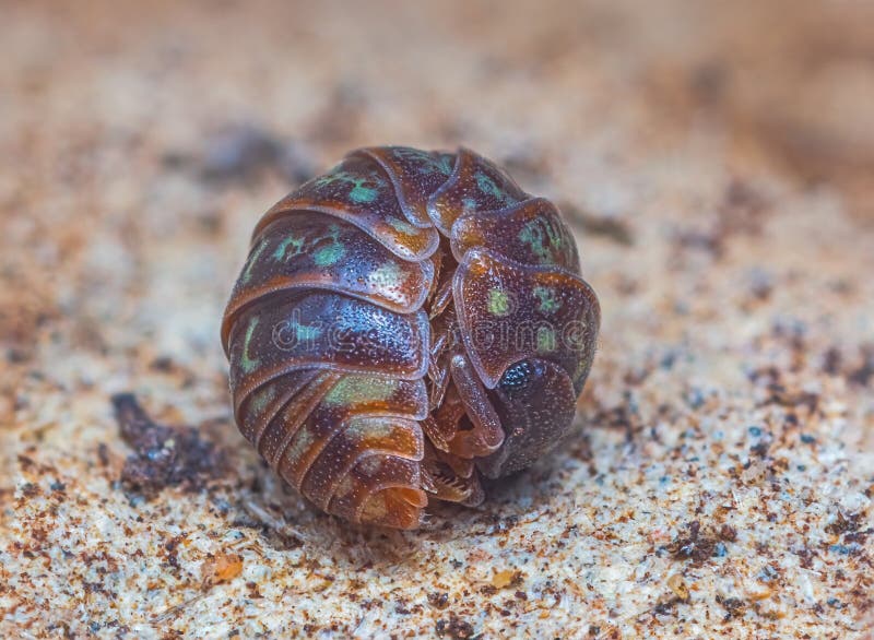 Rolled Up Pill Bug Stock Photos - Free & Royalty-Free Stock Photos from ...