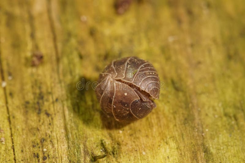 Closeup on the Rolled Up Common Pill-bug, Armadillidium Vulgare Stock ... Closeup on the Rolled Up Common Pill-bug, Armadillidium Vulgare Stock ...