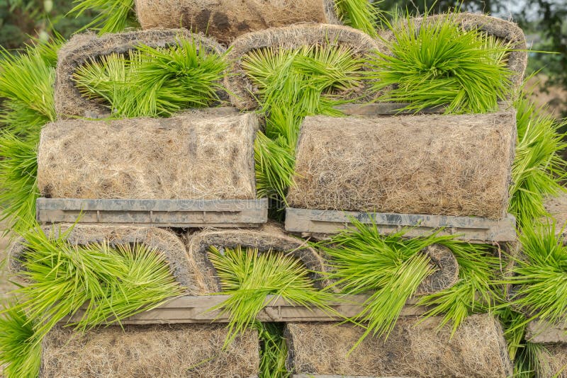 Closeup Rolls of Rice Seedling Stock Photo - Image of field, farm ...