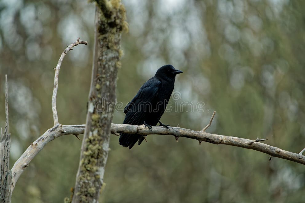 Closeup of Rook Perching on Tree Branch Stock Photo - Image of corvidae ...
