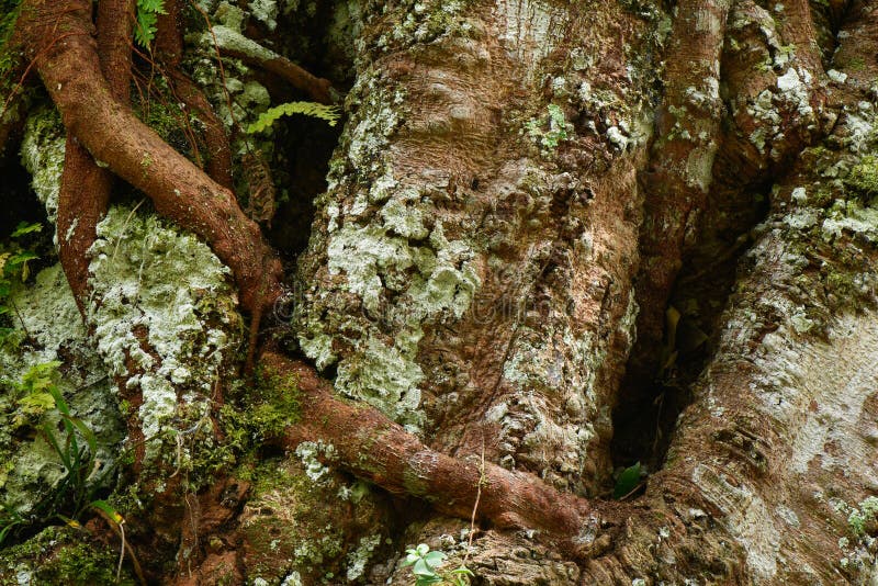 Closeup root on bark stock image. Image of flavoparmelia - 81695083