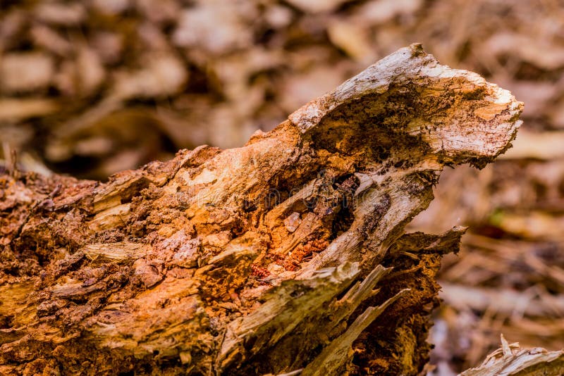 Root end of fallen tree stock image. Image of landscape - 158019899
