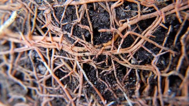 Closeup of Root System with Soil Stock Image - Image of healthy, earth ...