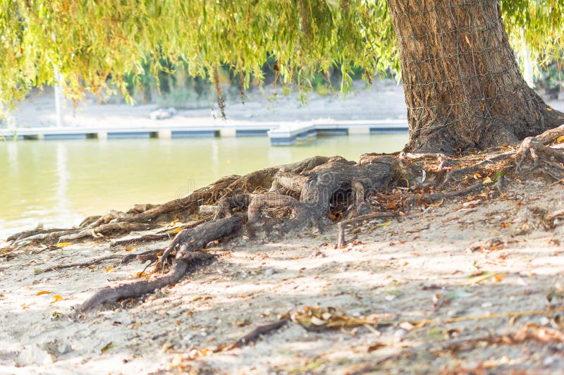 The Closeup Root Tree on the River Stock Image - Image of plant ...
