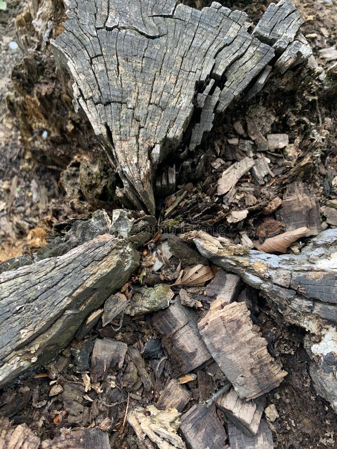 Tree Root Pattern, Wooden Texture Stock Photo - Image of forest ...