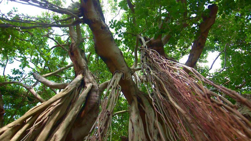 Closeup of the Roots and Branches of a Banyan Tree Stock Video - Video ...