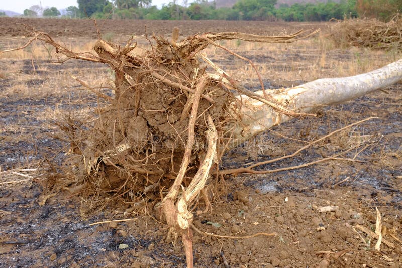 Closeup Roots of Fallen Tree Damaged by Natural Wind Storm Outdoor ...