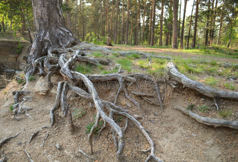 Closeup of the Roots of a Pine Tree in a Forest. Stock Image - Image of ...
