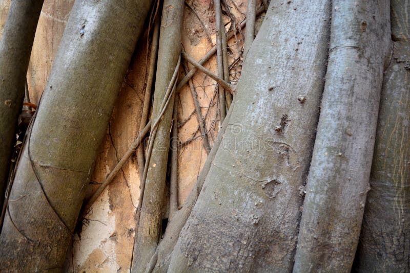 Roots Texture stock image. Image of roots, brown, cortex - 78383109