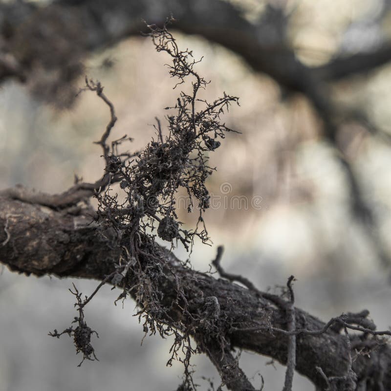 Closeup roots of tree stock image. Image of fallen, closeup - 27112113