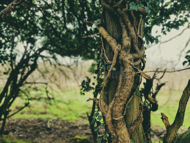 Closeup of Roots Wrapping Around a Tree Trunk Stock Photo - Image of ...
