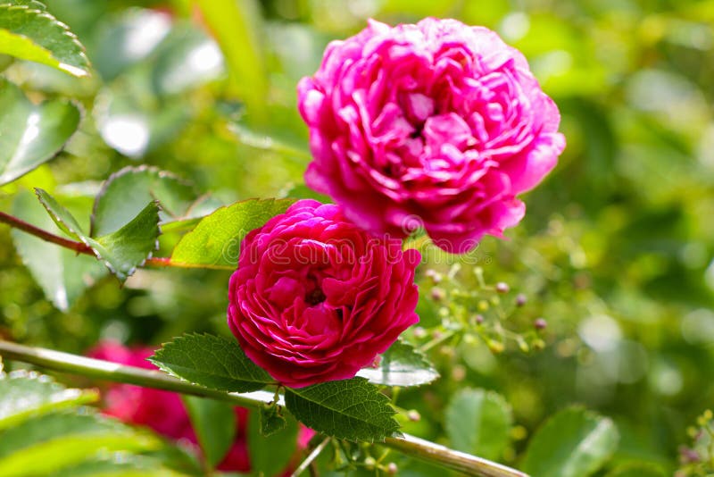 Closeup of Rosa Damascena, Damask Roses. Stock Photo - Image of summer ...