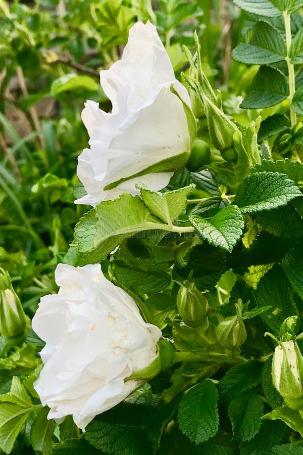 Closeup of Rosa Rugosa stock photo. Image of stem, roses - 122245932