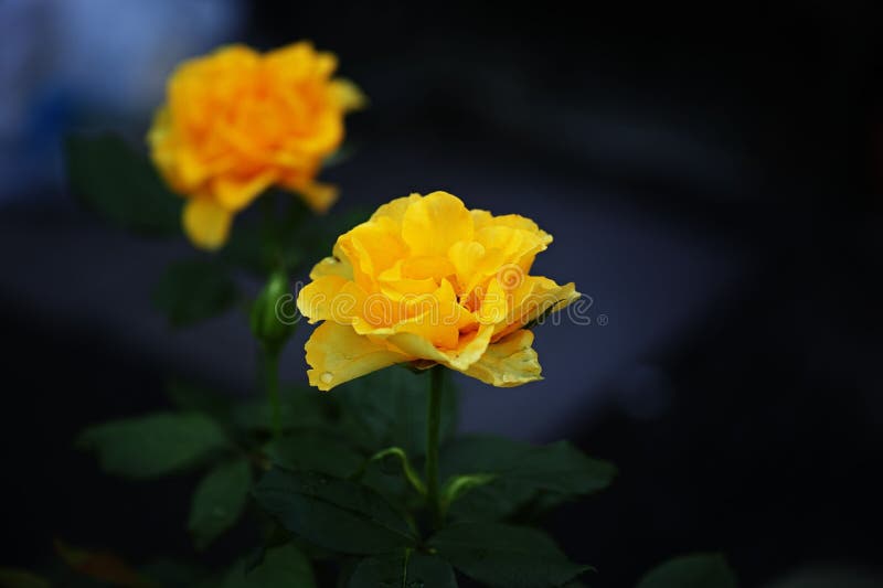 Closeup of Rosa Sunsprite Flowers Growing in a Garden Stock Photo ...