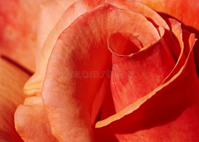 4,806 Magnified Closeup Stock Photos - Free & Royalty-Free Stock Photos ...