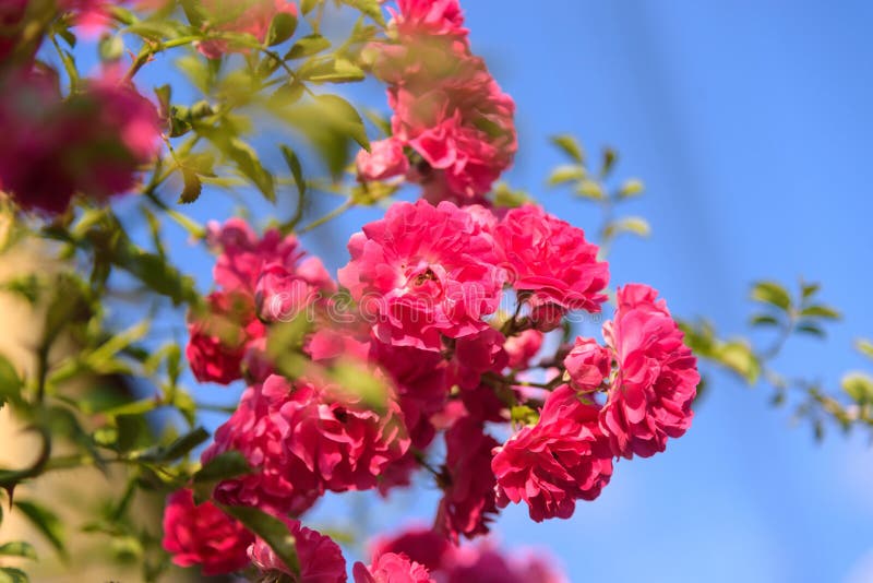 Closeup of Rose Bush Flower in Garden Stock Image - Image of floral ...
