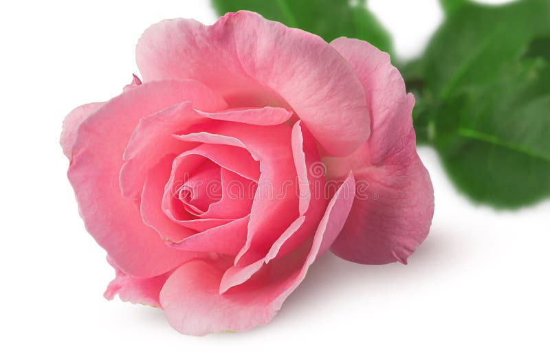 Closeup of Rose Flower Rotated Stock Image - Image of flora ...