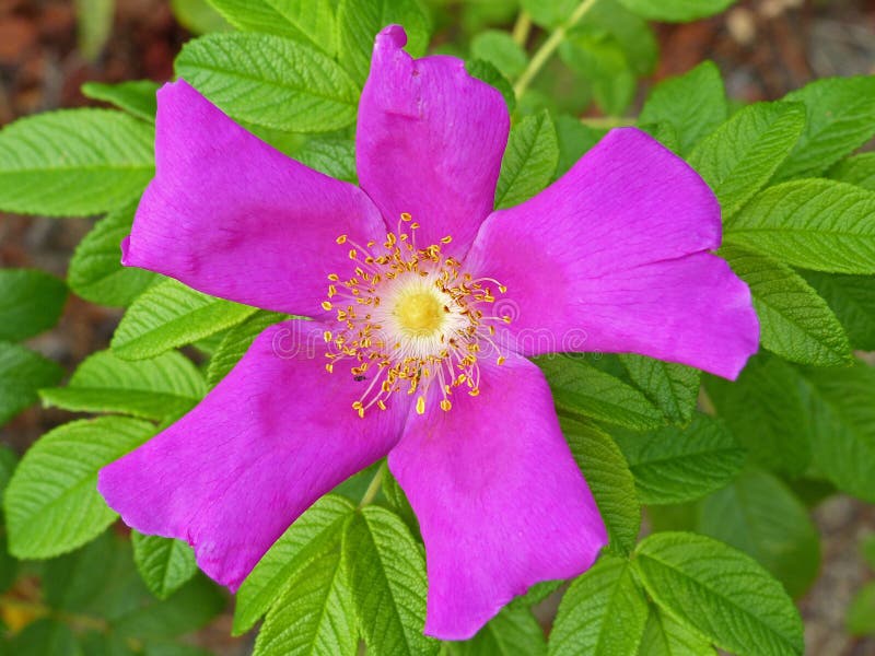 Rose Hips Flower 2 stock image. Image of green, purple - 139946843