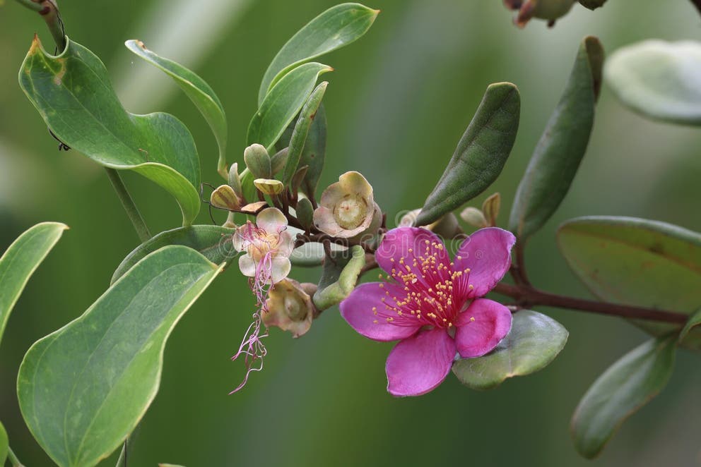 Rose Myrtle Closeup stock photo. Image of botanical - 260843066