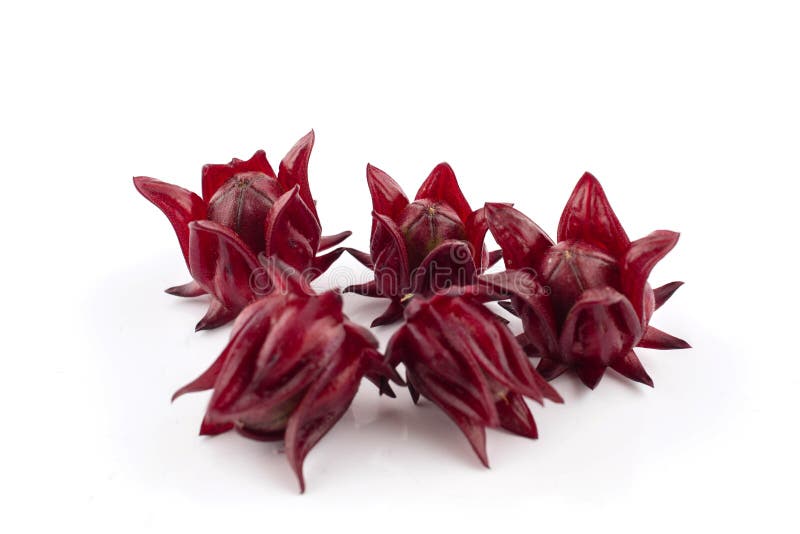 Closeup of Roselle Flowers in White Stock Photo - Image of batch ...