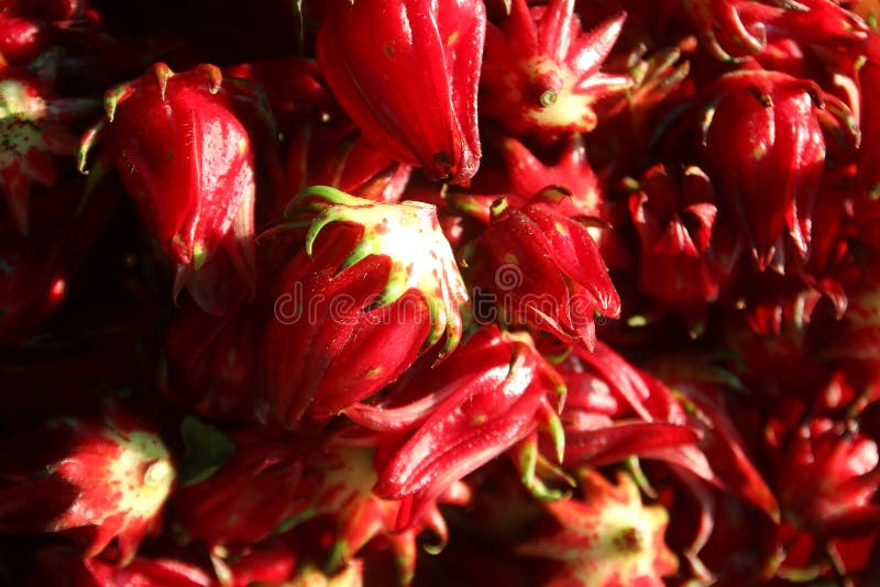 Closeup of roselle fruit stock photo. Image of background - 250181588