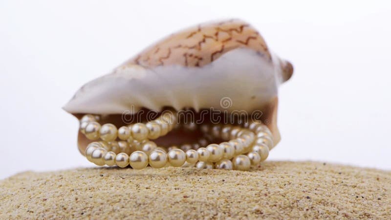Rotating shell stock footage. Video of motion, beauty - 215955346