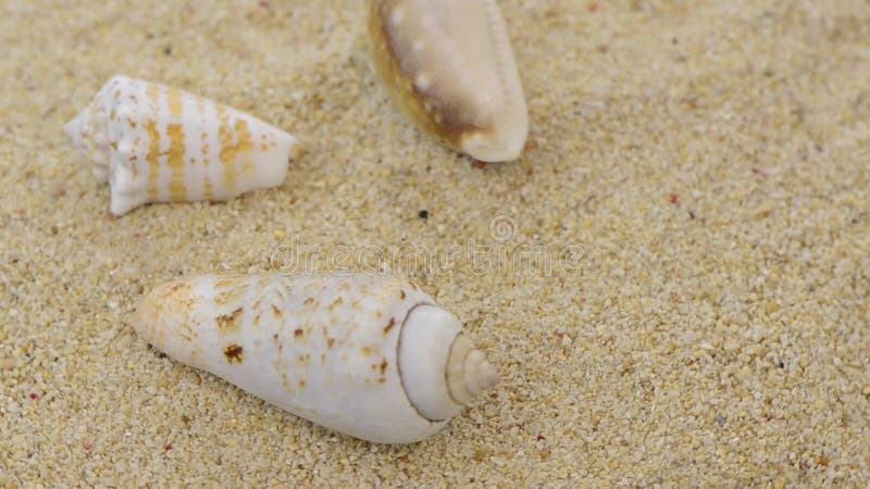 Rotating shells stock footage. Video of motion, close - 215955648