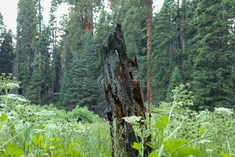 Rotted Tree Trunk in Sequoia National Forest Stock Image - Image of ...