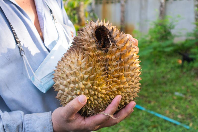 Rotten Durian Causes Animal at Thailand Stock Photo - Image of wild ...