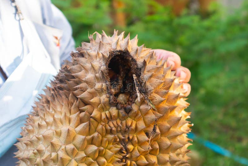 Rotten Durian Causes Animal at Thailand Stock Image - Image of natural ...