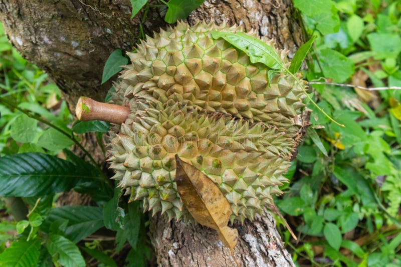174 Durian Rotten Durian Stock Photos - Free & Royalty-Free Stock ...