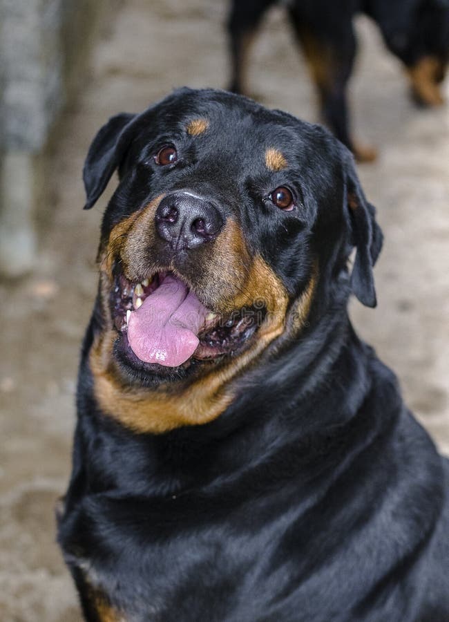 518 Angry Rottweiler Stock Photos - Free & Royalty-Free Stock Photos ...