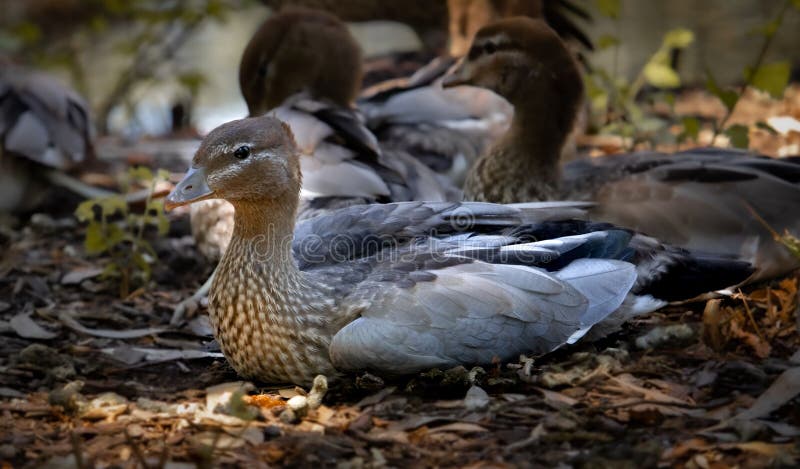 Closeup of a Rouen Duck Sitting on the Ground Stock Image - Image of ...