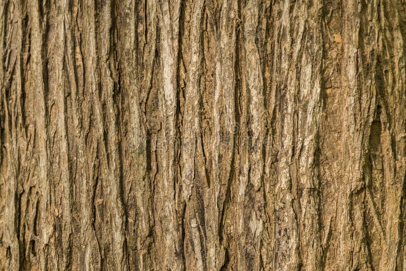 Bark of teak wood stock image. Image of abstract, pattern - 101400171