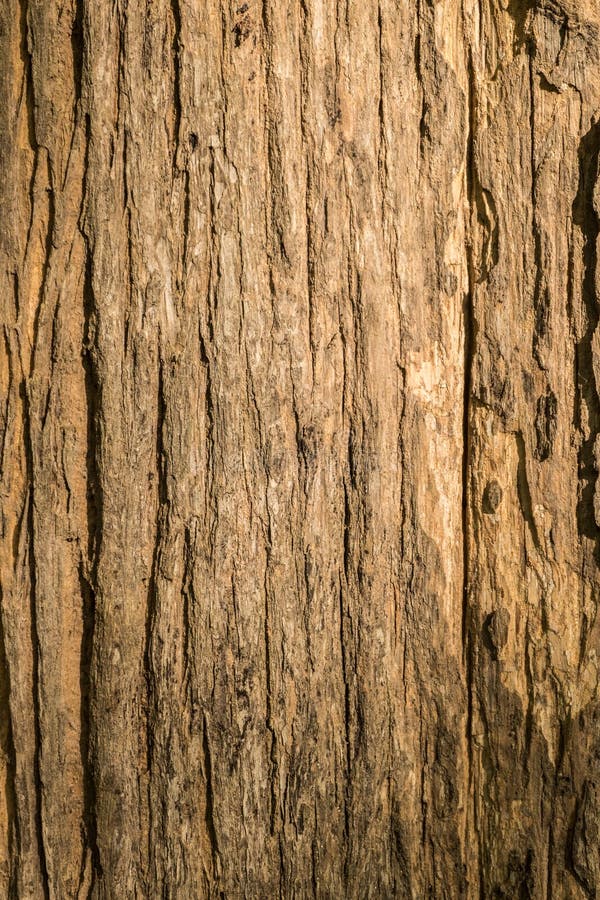 Bark of teak tree stock photo. Image of grunge, largest - 34698898