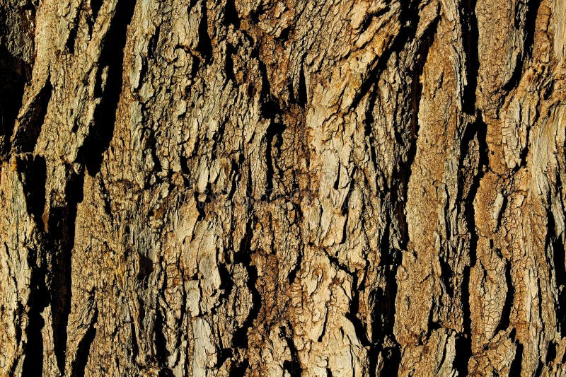 Closeup of Rough Bark on a Tree. Stock Photo - Image of tree, timber ...