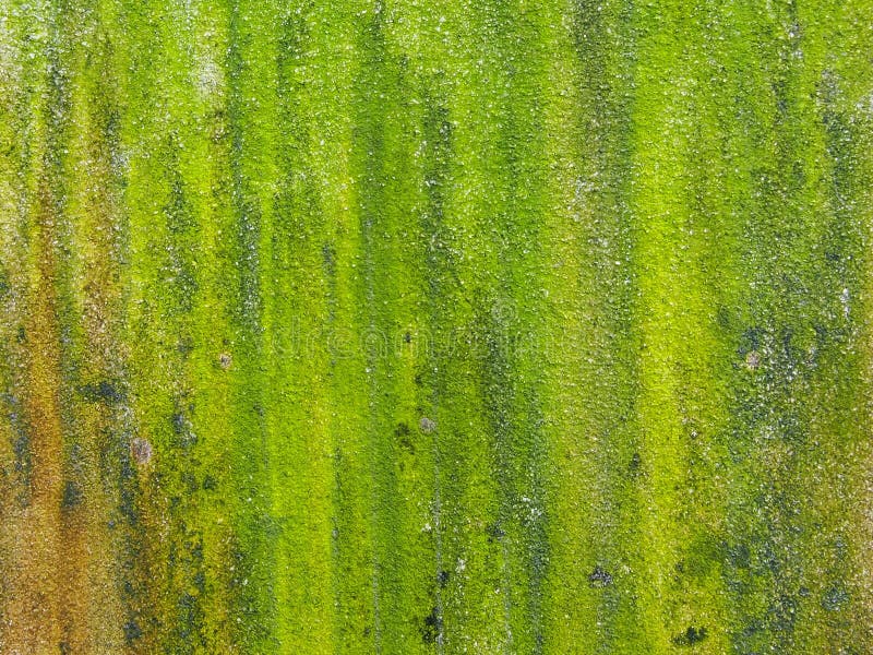 Closeup of Rough Green Textured Background and Boke Stock Photo - Image ...