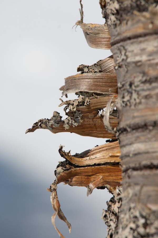Closeup of Rough Peeling Birch Tree Bark Stock Image - Image of ...