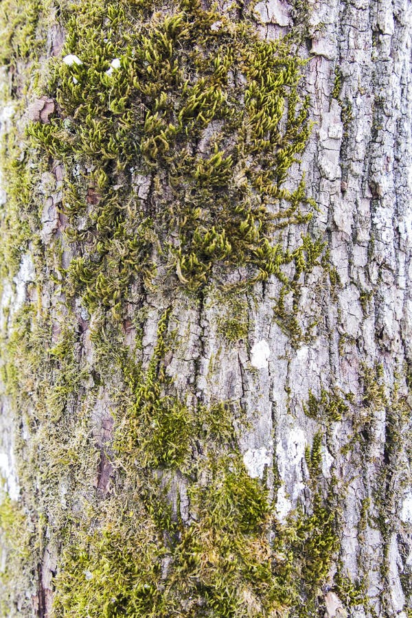 Rough Tree Bark Texture Vector Stock Photo - Image of dirty, element ...