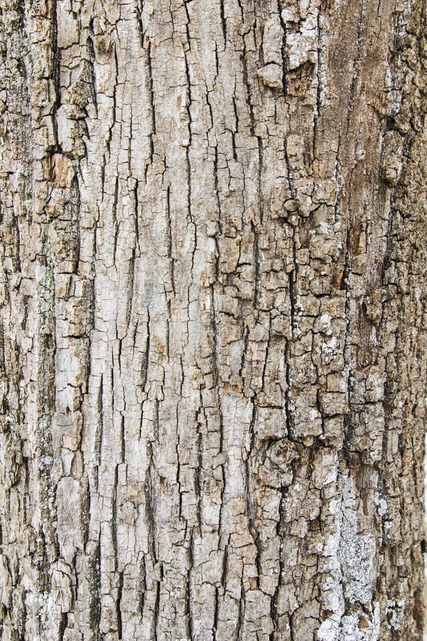 Closeup Rough Tree Bark Texture Stock Image - Image of abstract, detail ...