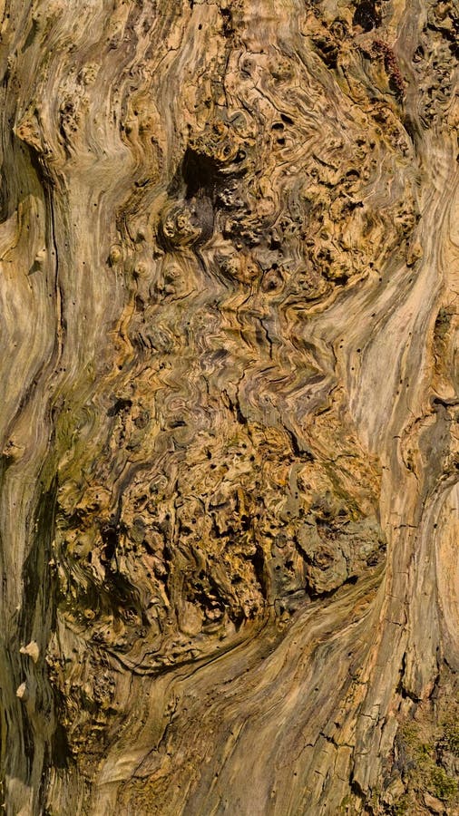 Detail of the Worn Bark of an Old Willow Tree Stock Photo - Image of ...