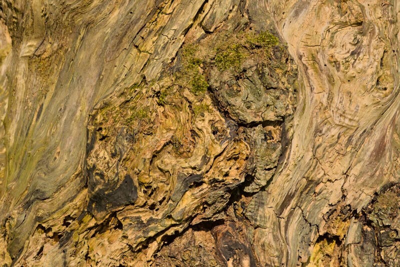 Detail of the Worn Bark of an Old Willow Tree Stock Image - Image of ...