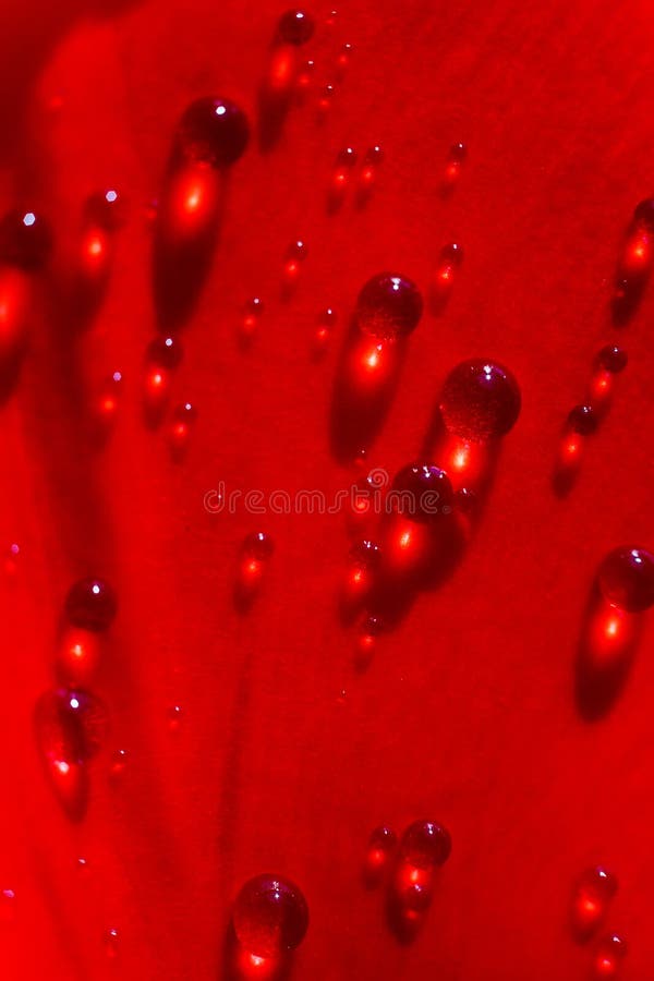 Closeup of Round Dew Drops on a Red Flower Petal Stock Photo - Image of ...