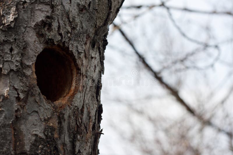 Round Hole Made by Woodpecker in Trunk of an Old Fruit Tree ...