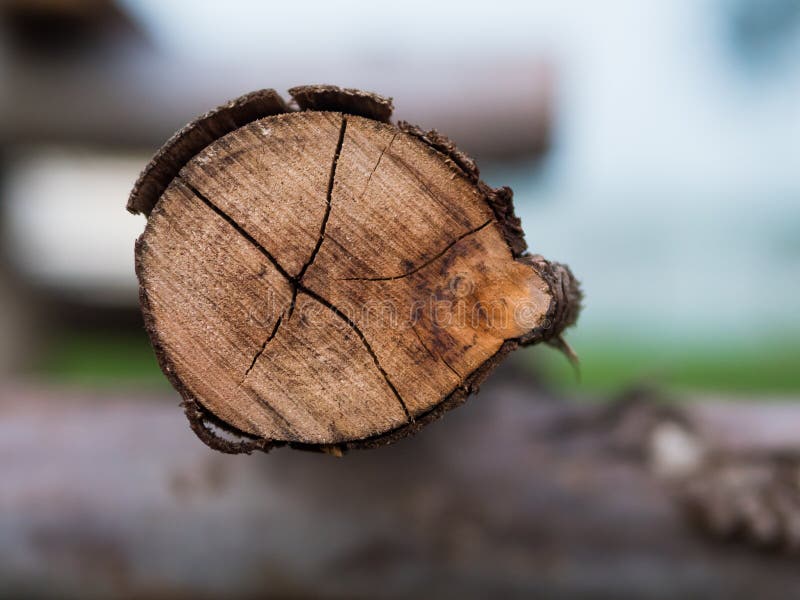 749 Crosscut Wood Stock Photos - Free & Royalty-Free Stock Photos from ...